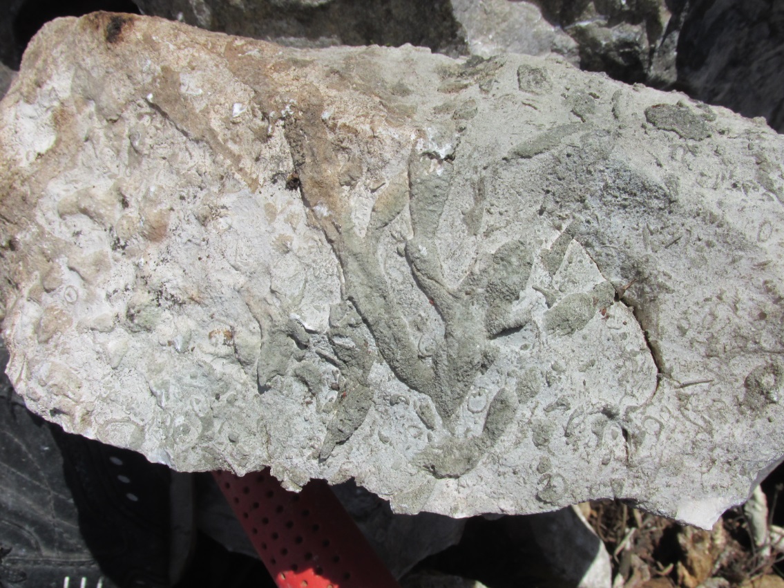 HERCEGOVINA-GEOARHEO: JEDINSTVENI FOSILI MORSKIH ŠKOLJAKA STARIH PREKO ...