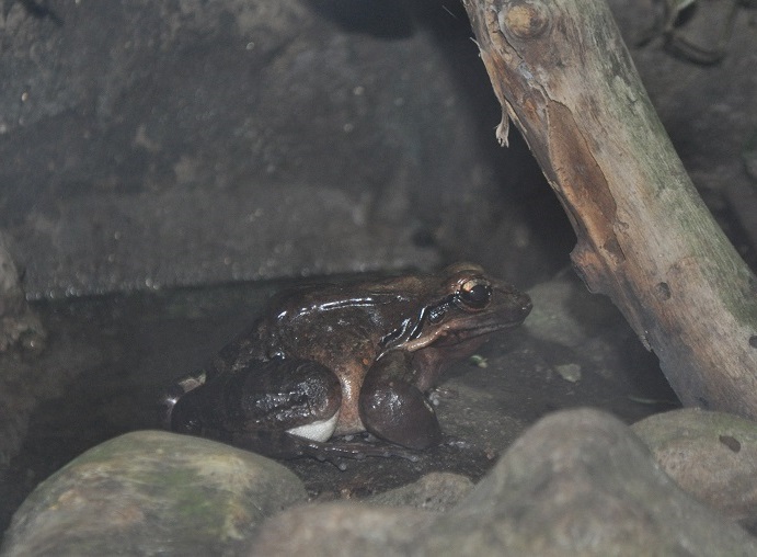 ZOOTOGRAFIANDO (6.096 ANIMALS): RANA GIGANTE DE ISLA MONTSERRAT / GIANT ...