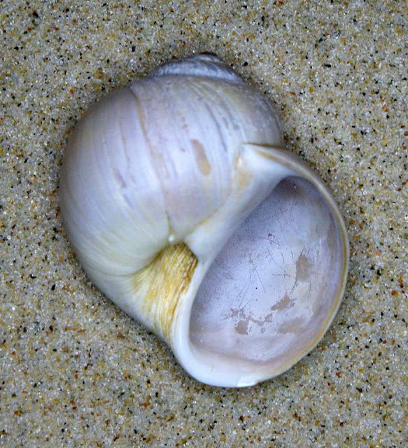 Kresten Hansen: Boresnegle