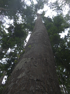 Plants and their uses: Plants and Trees