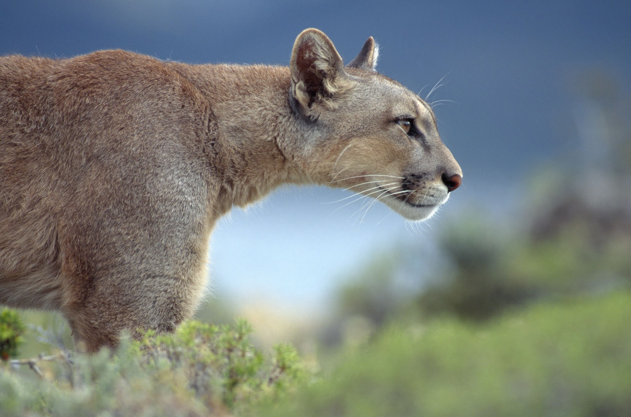 HUGH MILES - WILDLIFE ADVENTURES: SAVING WILDLIFE - PUMA