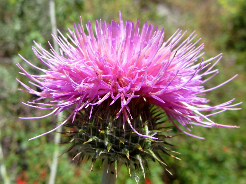 Dan's Hiking Blog: Fish Canyon Plants Hike - May 10, 2013