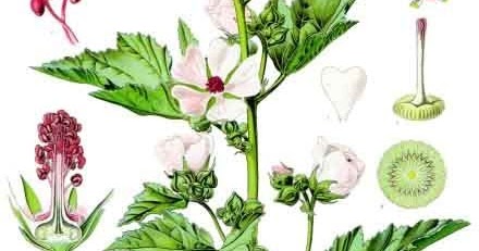 VADEMECUM NATURAL. FARMACOGNOSIA.: ALTEA