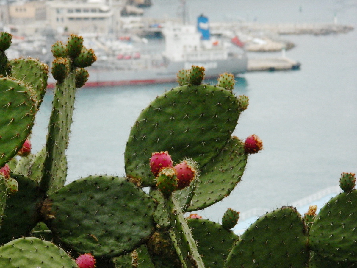 LA MULTI ANI, ROMANIA!: Fructe de cactus