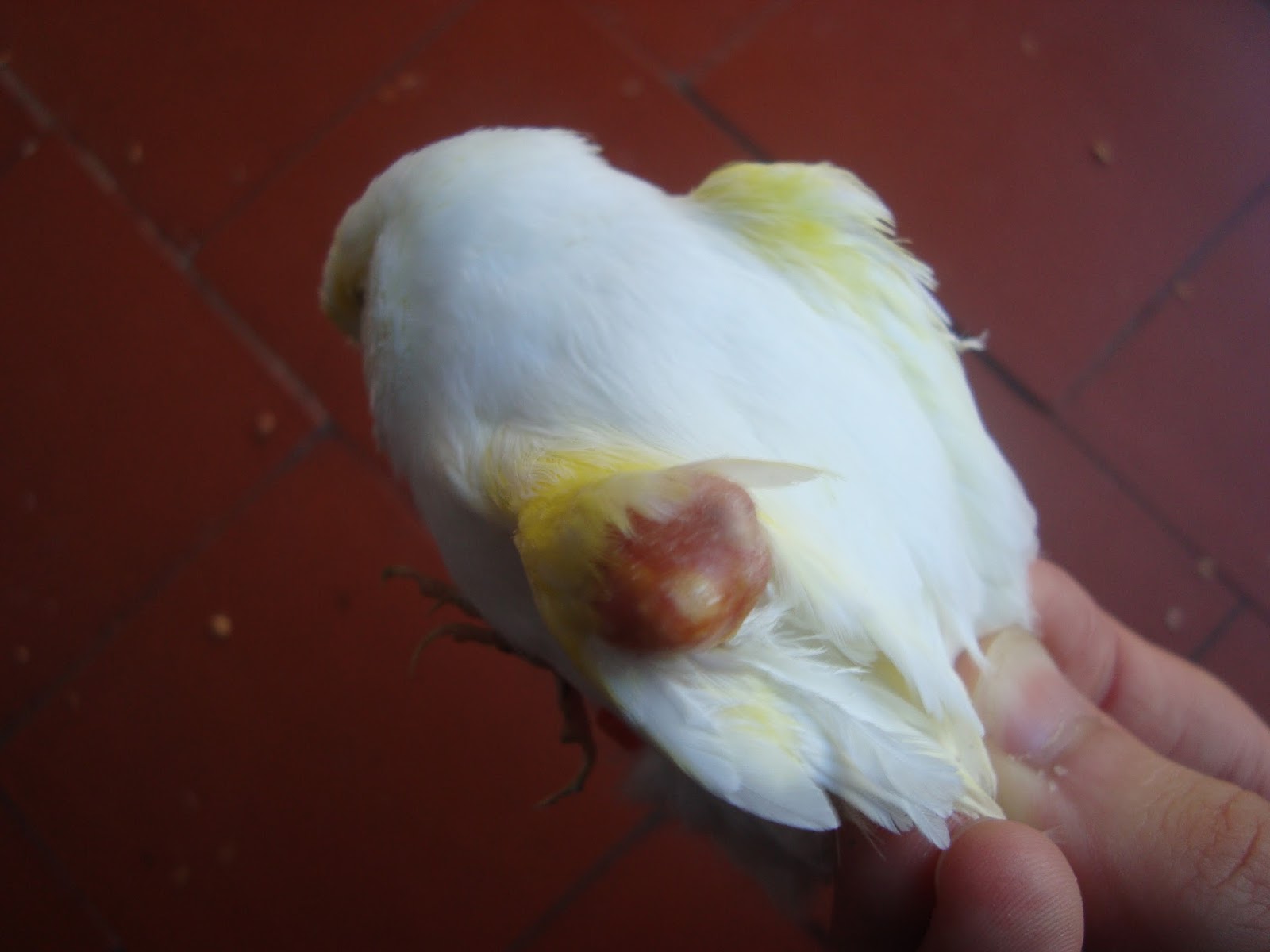 .: 10 COSAS QUE DEBES SABER SOBRE LOS QUISTES