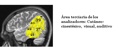 NEUROPSICOLOGÍA: EL MODELO DE LURIA
