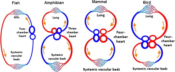 BIOLOGIA PARA A VIDA : CLASSE AVES