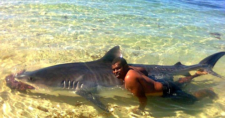 The Best Shark Dive in the World!: Fiji's Sharks in Peril - Paper!