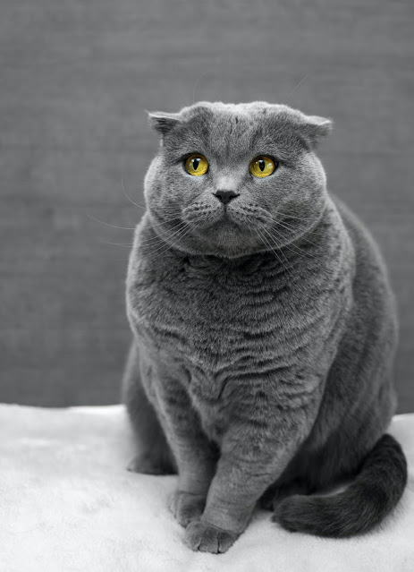 Cat Price In Bd cat-price-in-bd