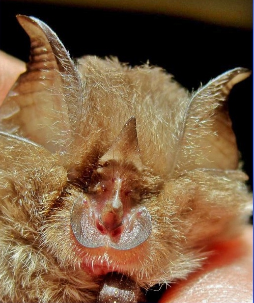 Mammals of Cyprus - Τα θηλαστικά της Κύπρου by George Konstantinou: The ...