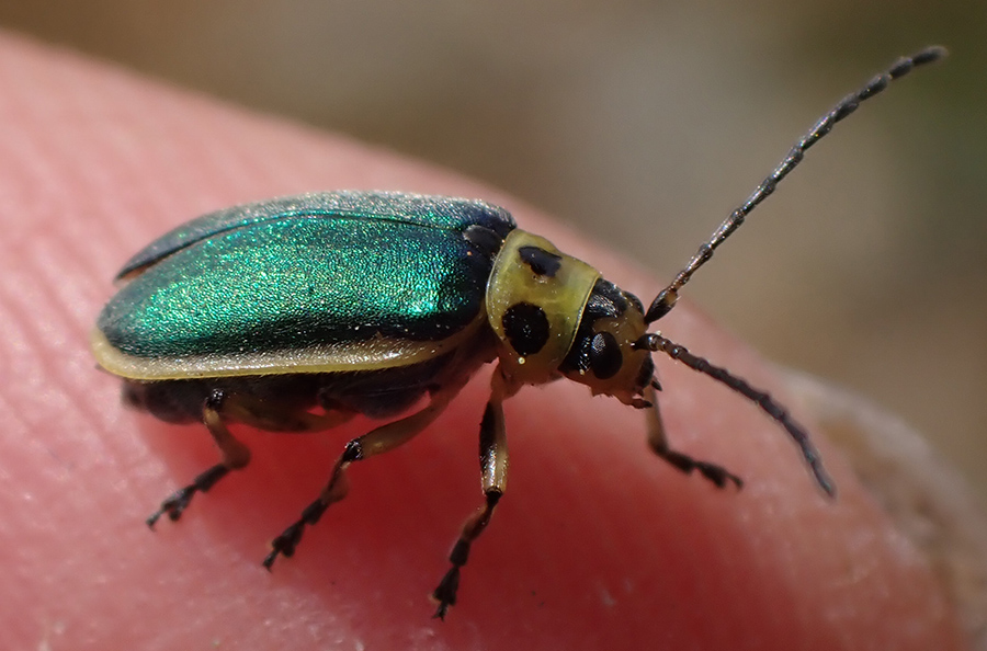 The Natural History of Bodega Head: Beetle time