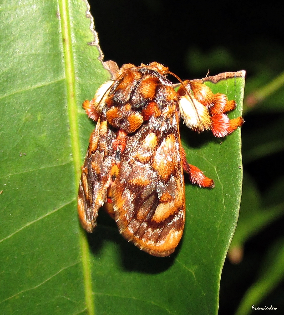 Lepidópteros (Borboletas, Butterflies e Mariposas, Moths).: Phobetron ...