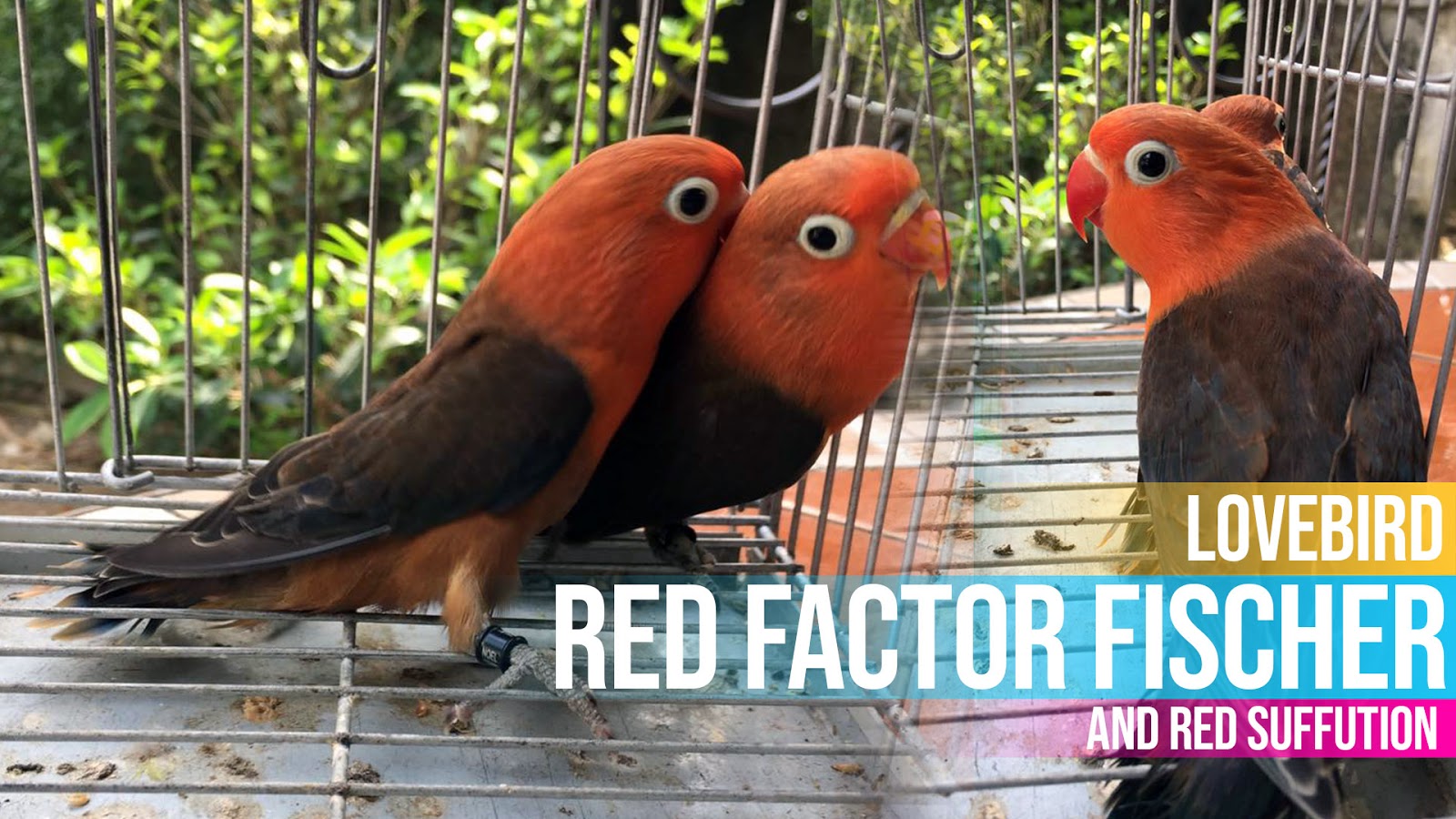 Lovebird Red Factor Fischer differs from Red Suffution - Lovebird ...