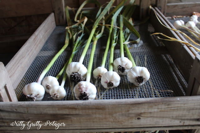How To Harvest and Cure Garlic For The Best Garlic Ever