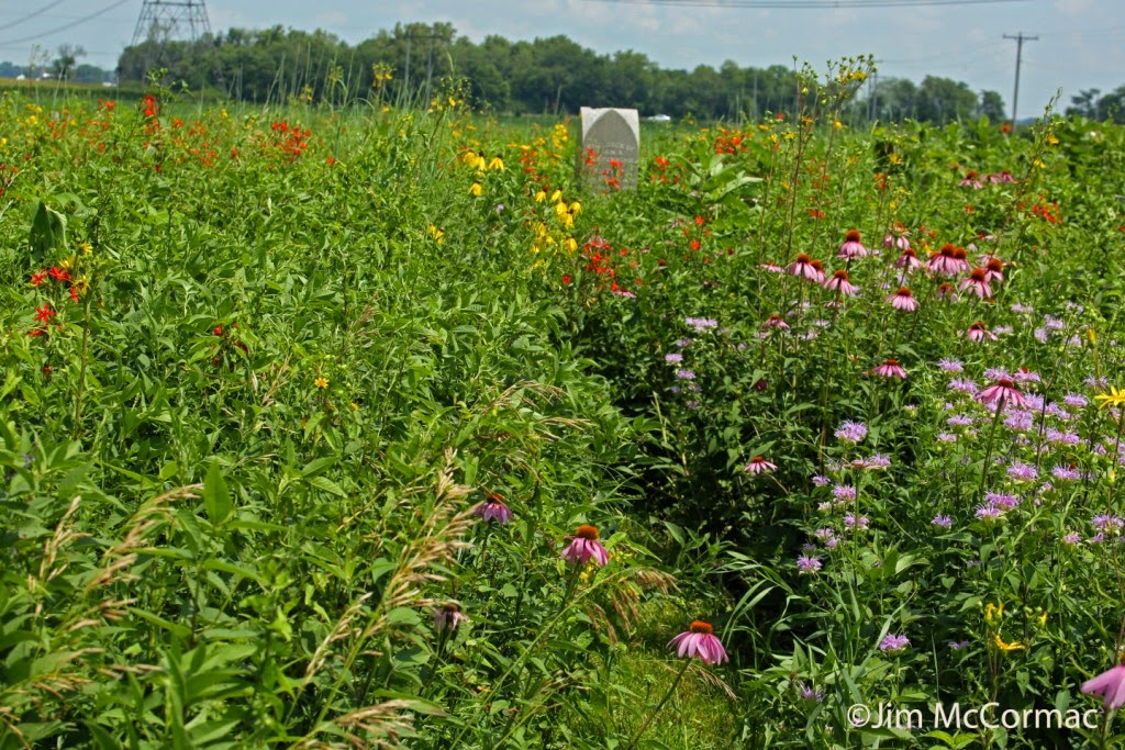 Ohio Birds and Biodiversity: A trip to the prairies (or what's left of ...