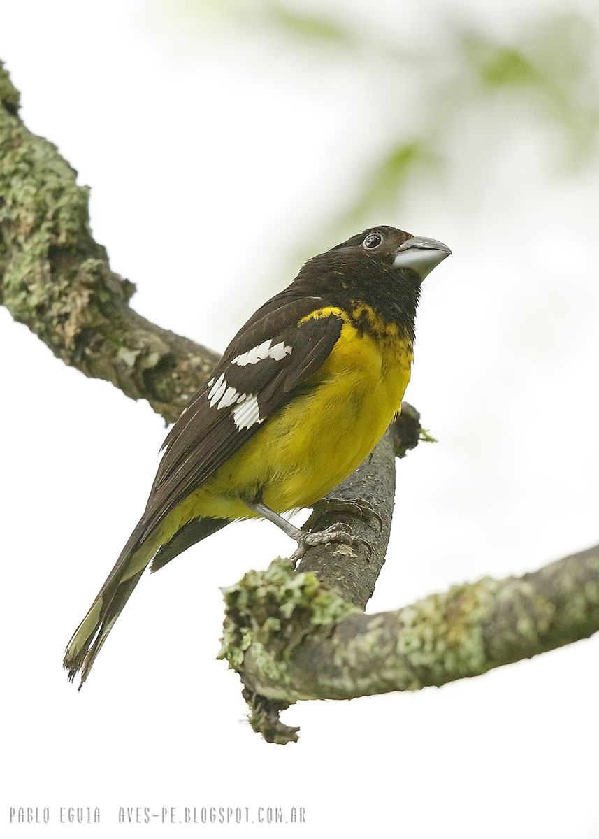 mis fotos de aves: Pheucticus aureoventris Rey del Bosque Black-backed ...