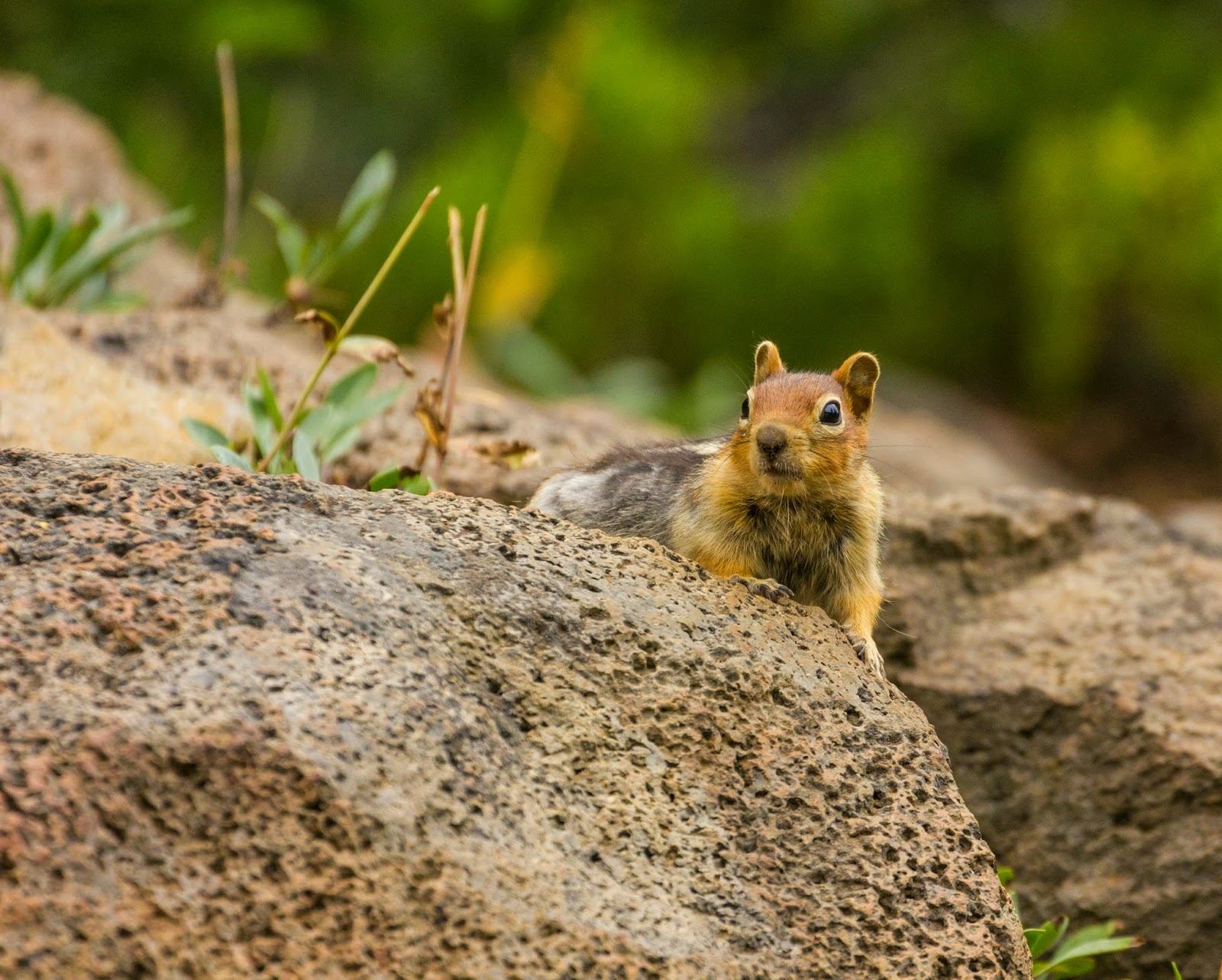 Mario's Hiking Photos: South Matthieu Lake, Oregon