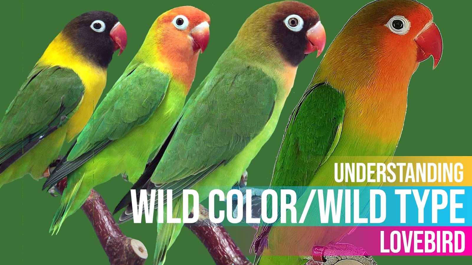 Wild Type And Wild Color Lovebird - Lovebird Breeding Tips And ...