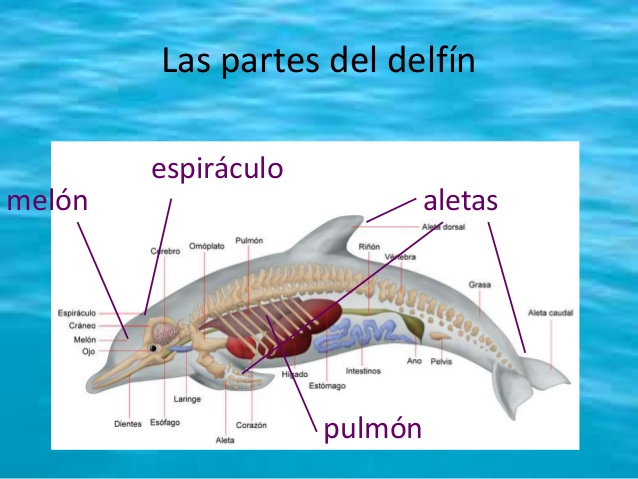EDUCACIÓN INFANTIL CEIP PADRE MANJON: EL DELFÍN