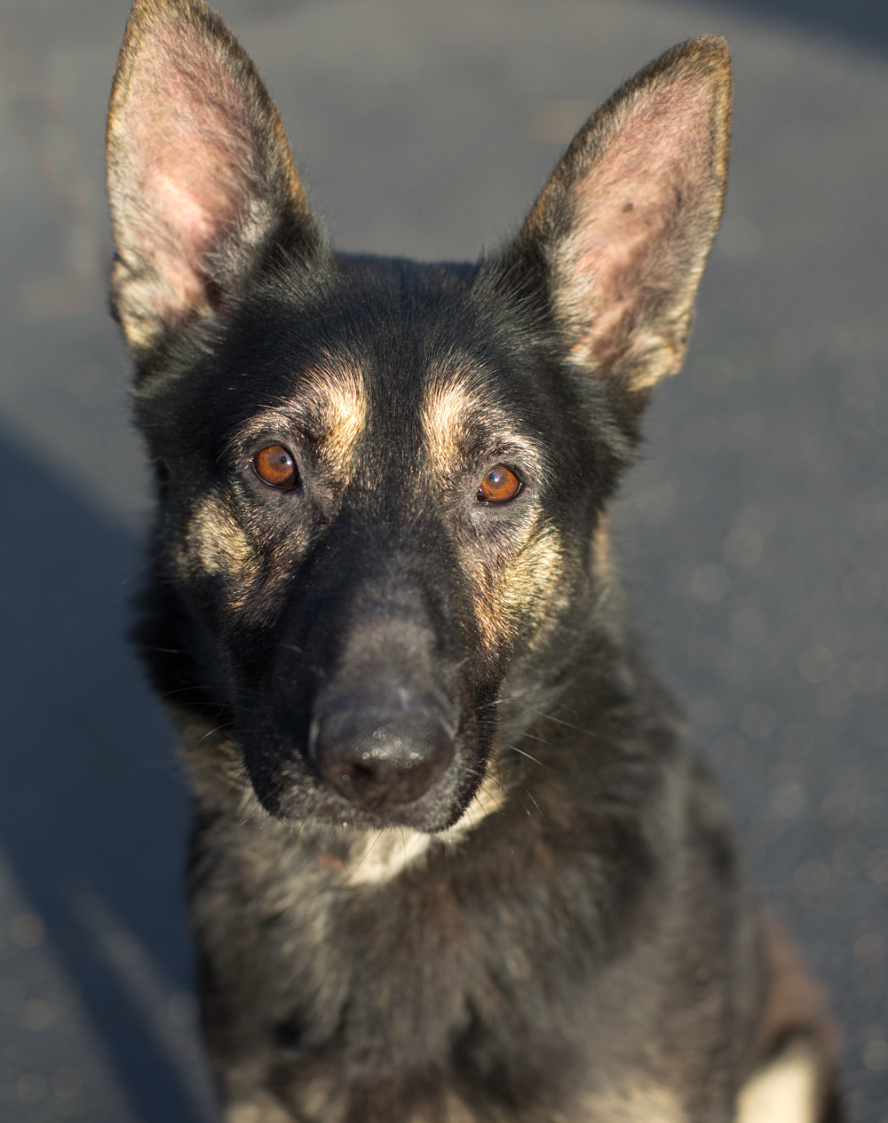 Shelter Dogs of Portland: "KLAUS" handsome German Shepherd