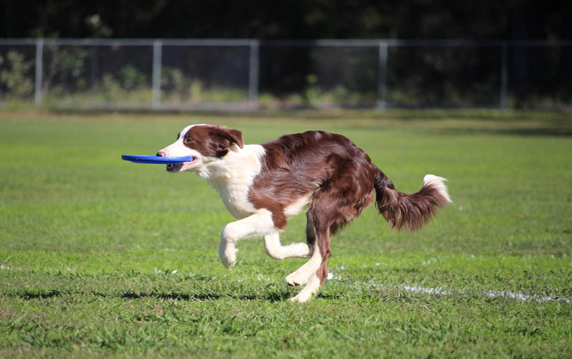 Canine Disc - Growing in Leaps and Bounds | Australian Dog Lover