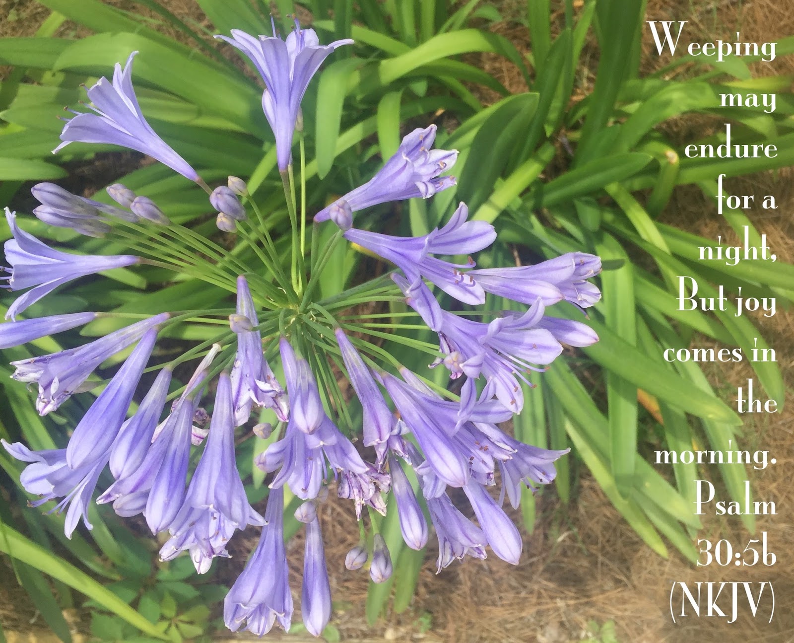 My Strength Psalm 30 Trading My Sorrows my-strength-psalm-30-trading-my-sorrows