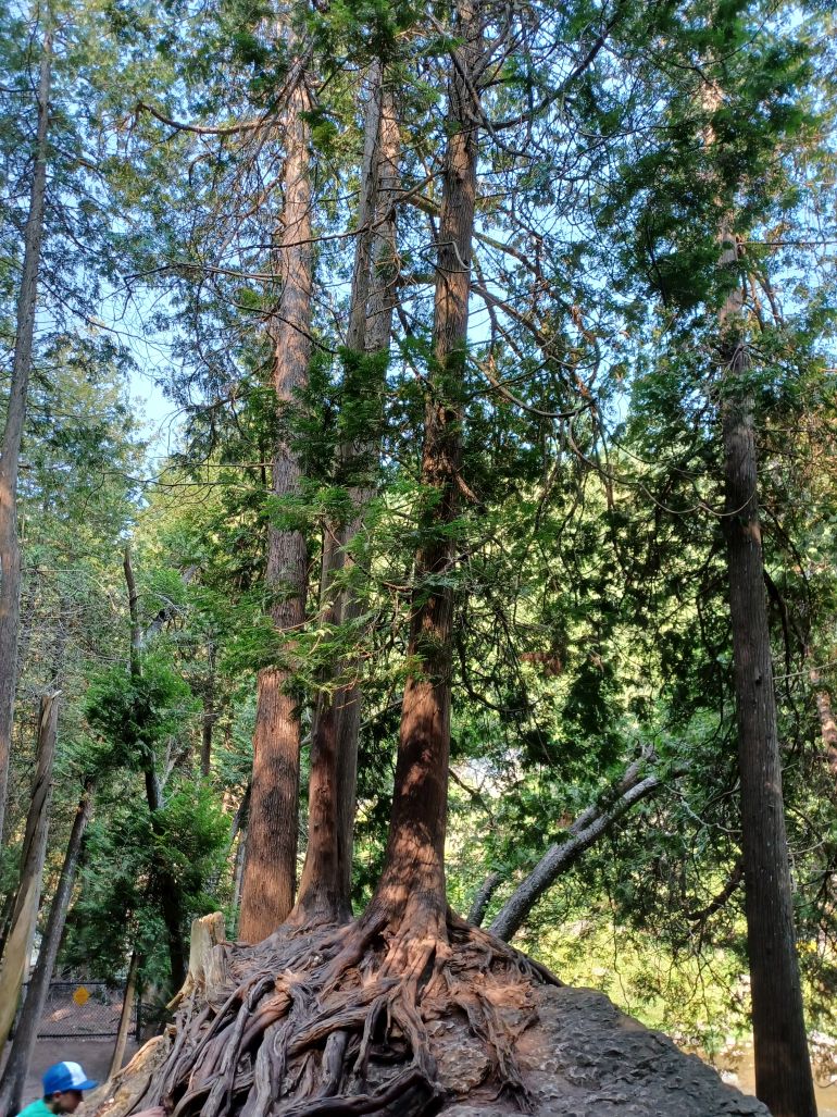 Future Plants by Randy Stewart: Thuja - Arborvitaes