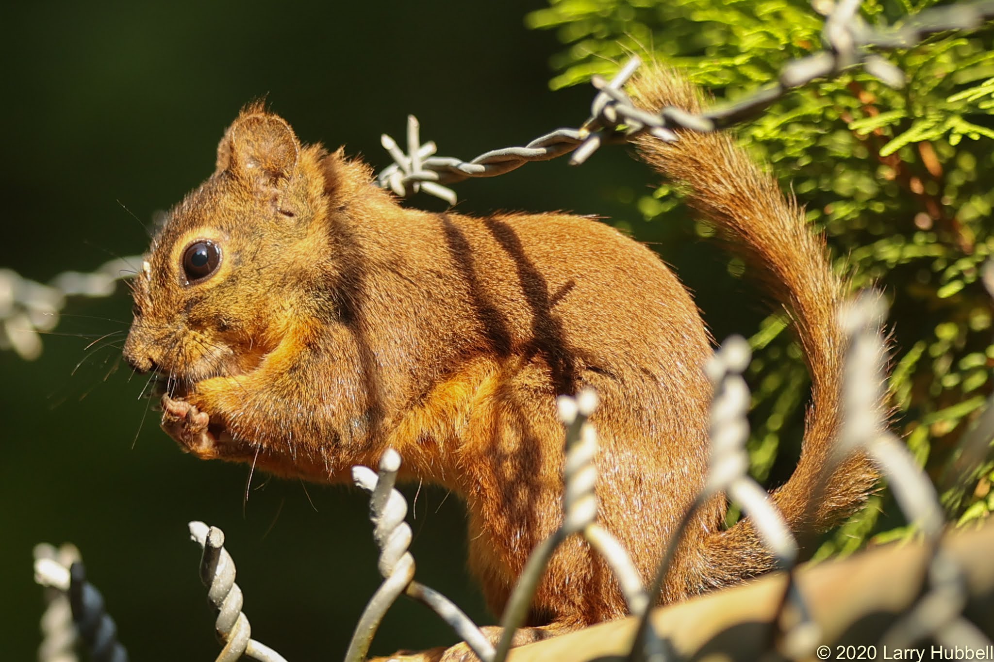 Union Bay Watch : A Chickaree Resurgence