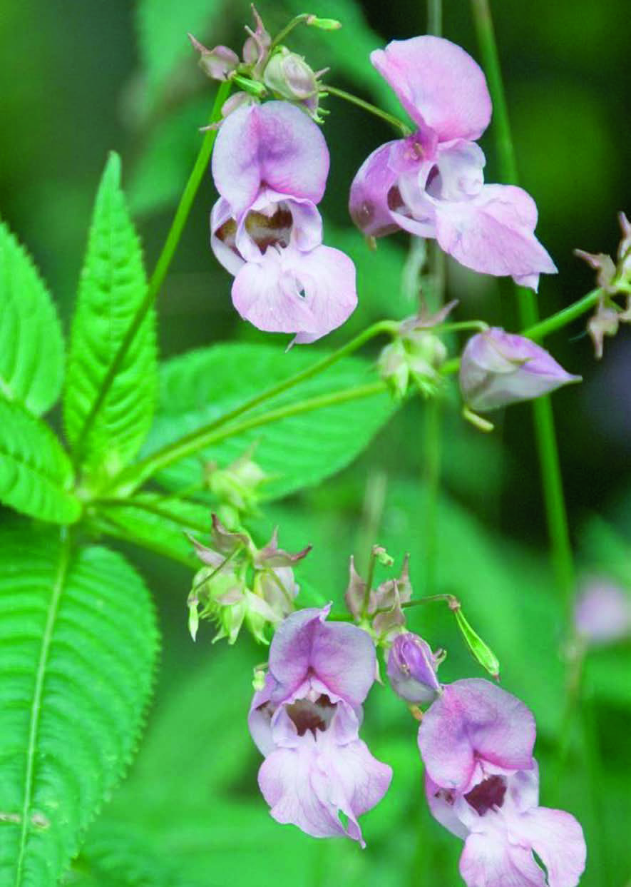 huttons ambo village: HIMALAYAN BALSAM