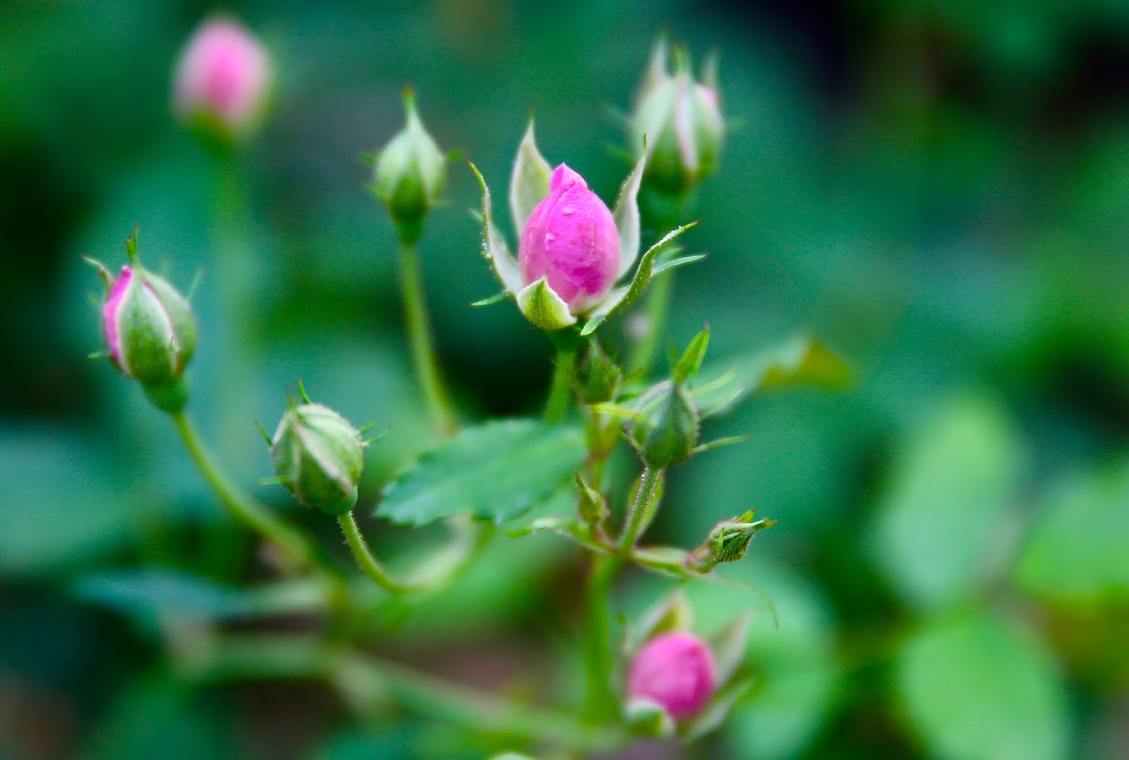 Sweet Southern Days: Pretty Spring Days
