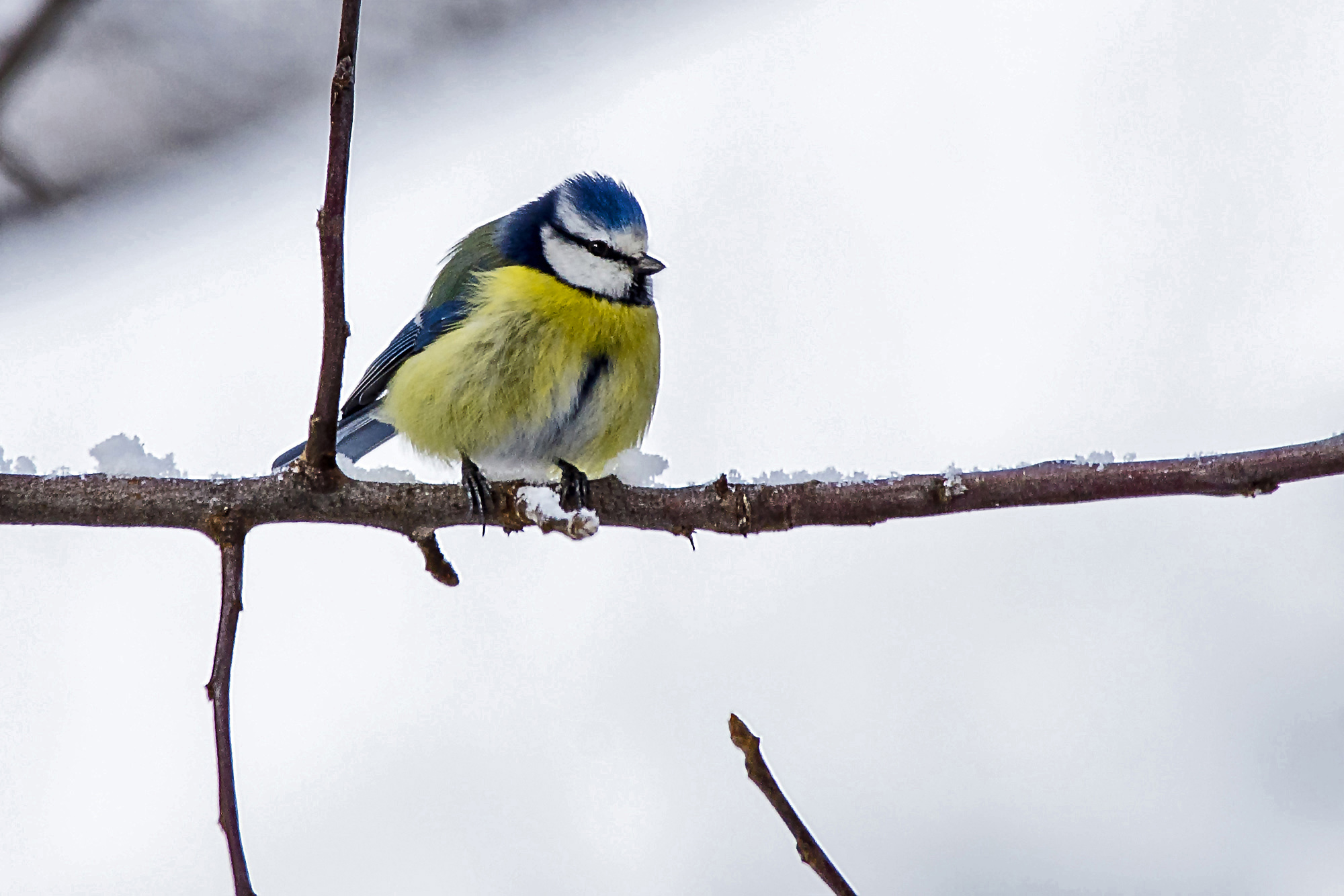 4 passi in Val di Sole: Molte cince e qualche fringuello…