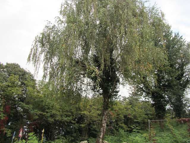 La Betulla Bianca (Betula pendula): Distribuzione e Caratteristiche ...
