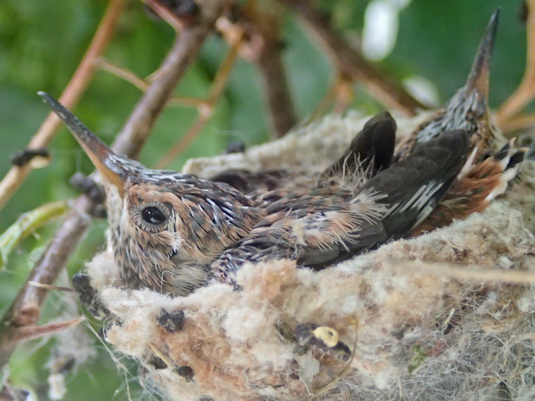 Tales of the Flowers: The baby hummingbirds are.... gone!