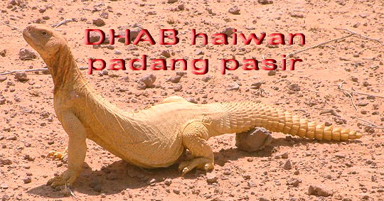 DHAB HAIWAN ISTIMEWA: Dhab-Haiwan Padang Pasir