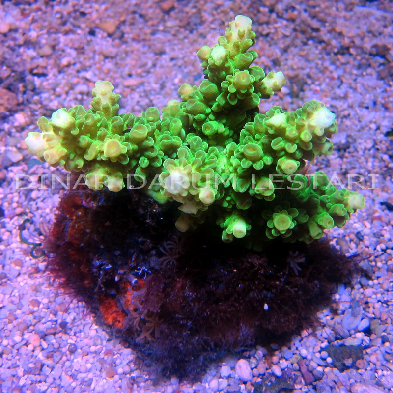 PT. DINAR DARUM LESTARI: Acropora spp
