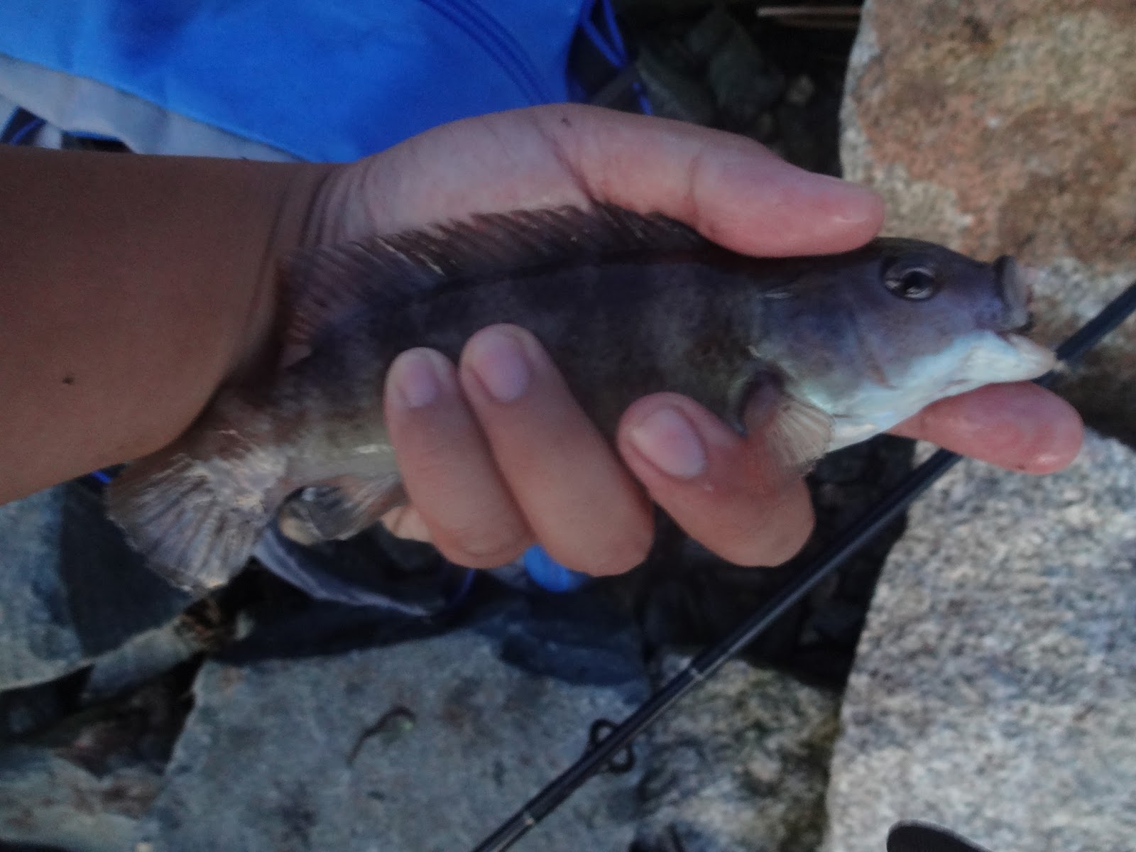 Extreme Philly Fishing: August Fishing Sessions (Last Update: COMPLETE)