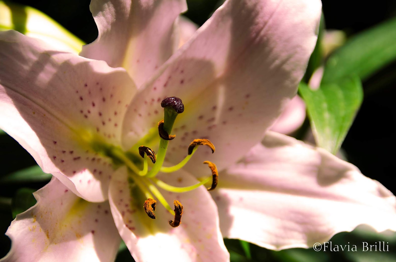 The Language of Flowers by Flavia Brilli