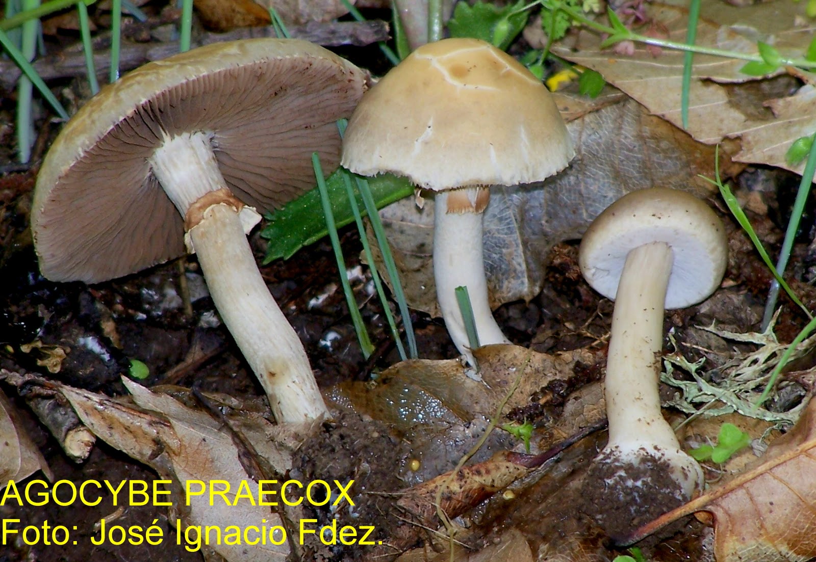 Setas Extremadura : Agrocybe Praecox