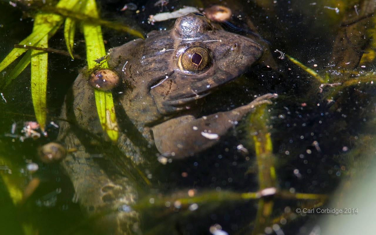 Yorkshire Field Herping and Wildlife Photography: February 2015