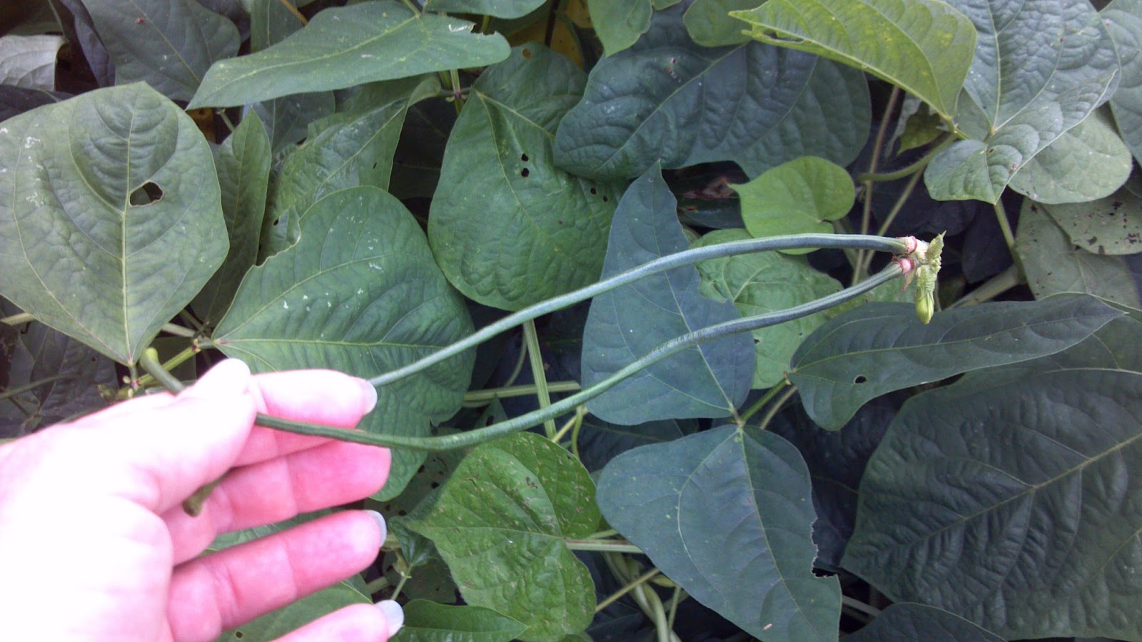 Beans, Beans the Musical Fruit!