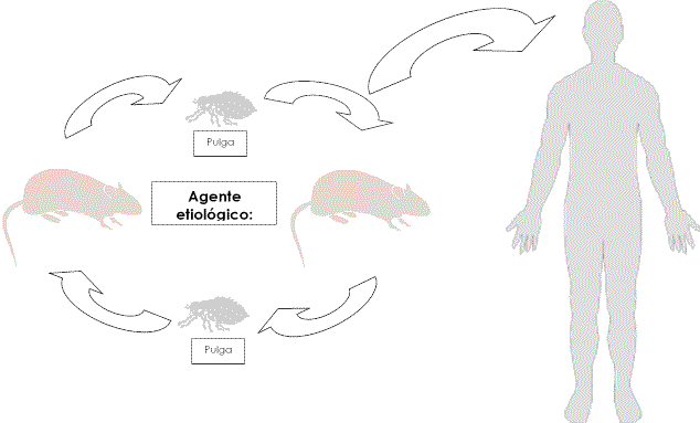 MEDICINA, SALUD Y CURIOSIDADES: EL TIFUS