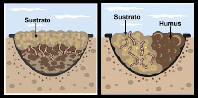BIOLOGÍA DEL SUELO: Humus