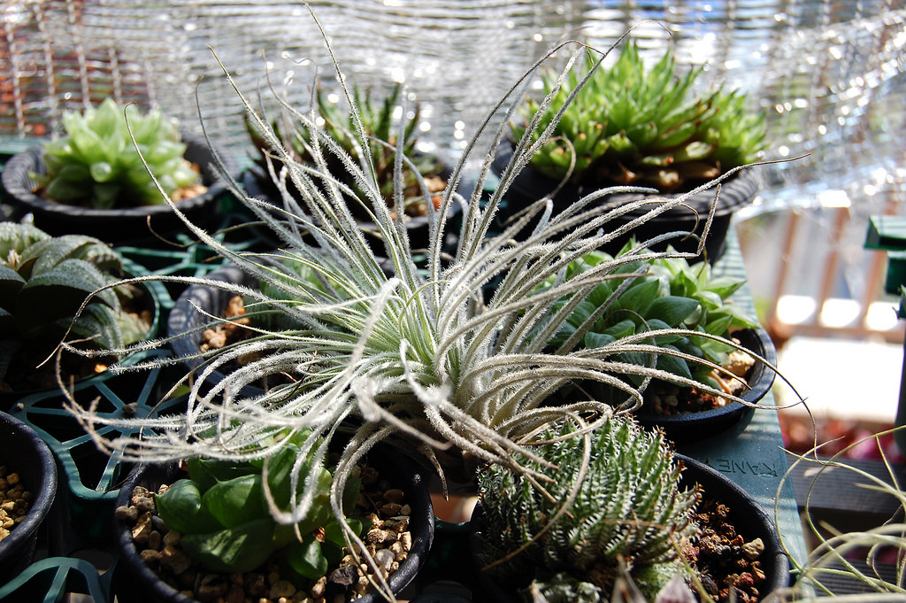 Tillandsia tectorum care and culture | Travaldo's blog