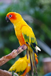 Gambar Burung Nuri | Dunia Binatang