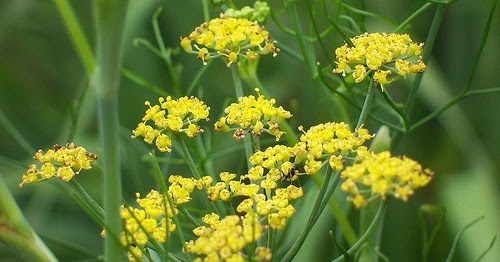 ALMA VERDE: O SABOR E AS PROPRIEDADES DO ANIS