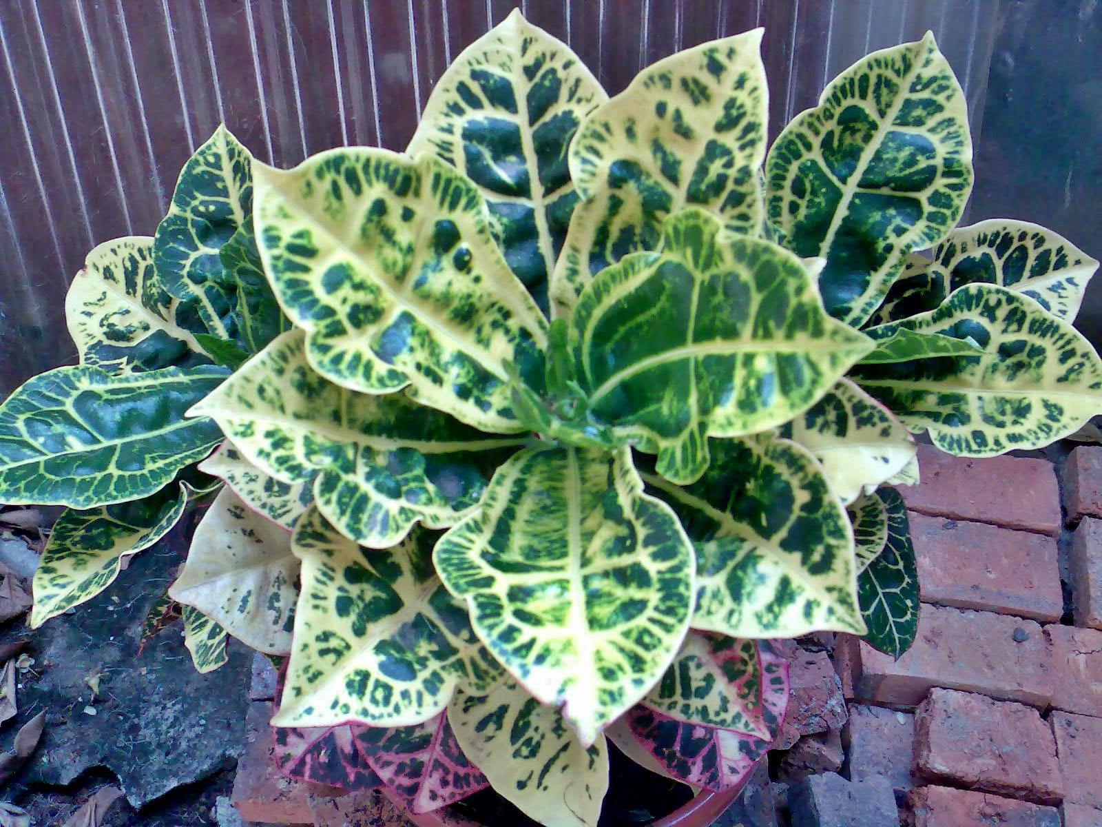 Budidaya Tanaman Hias Euphorbia serta Puring - BUDIDAYAKU