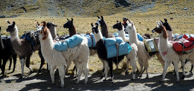 NephiCode: Another Look at Elephants in Ancient South America – Part I