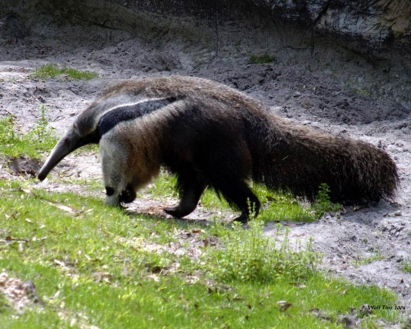Free Wallpapers Blog: anteater pictures