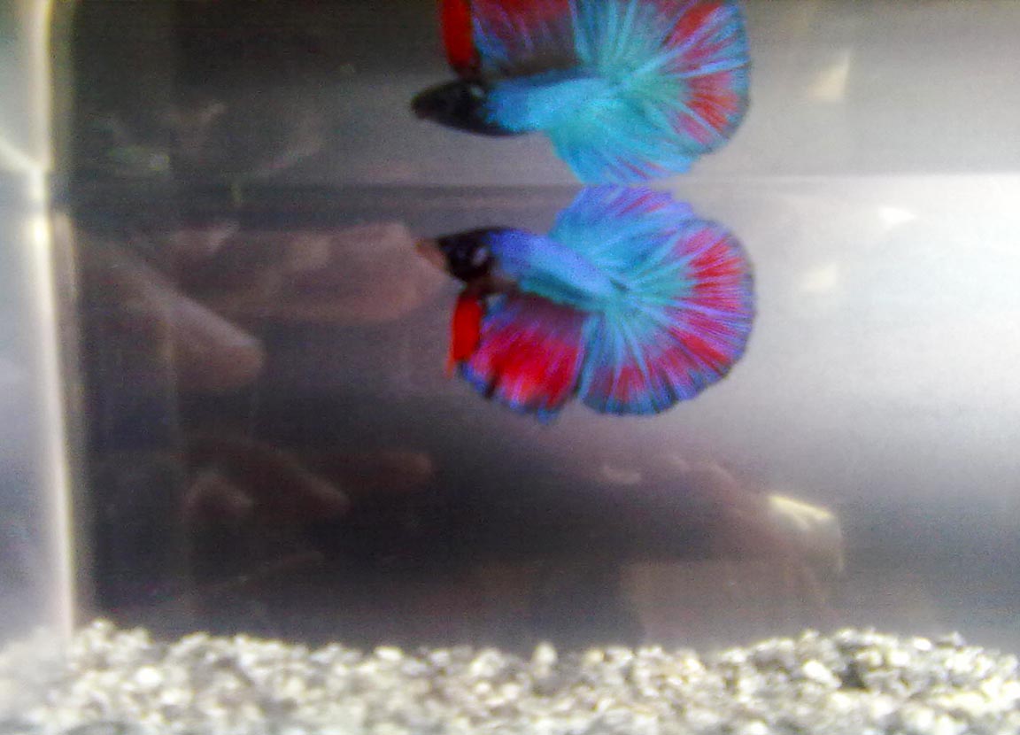 GANZO GAMES EXTENDED (PC Games RM5 & Betta Fish): BETTA HM SUNFLOWER V2 ...