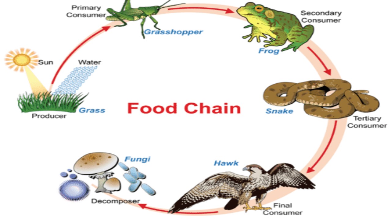 FOOD CHAIN IN AN ECOSYSTEM | ECOSYSTEM ANIMALS FEEDING